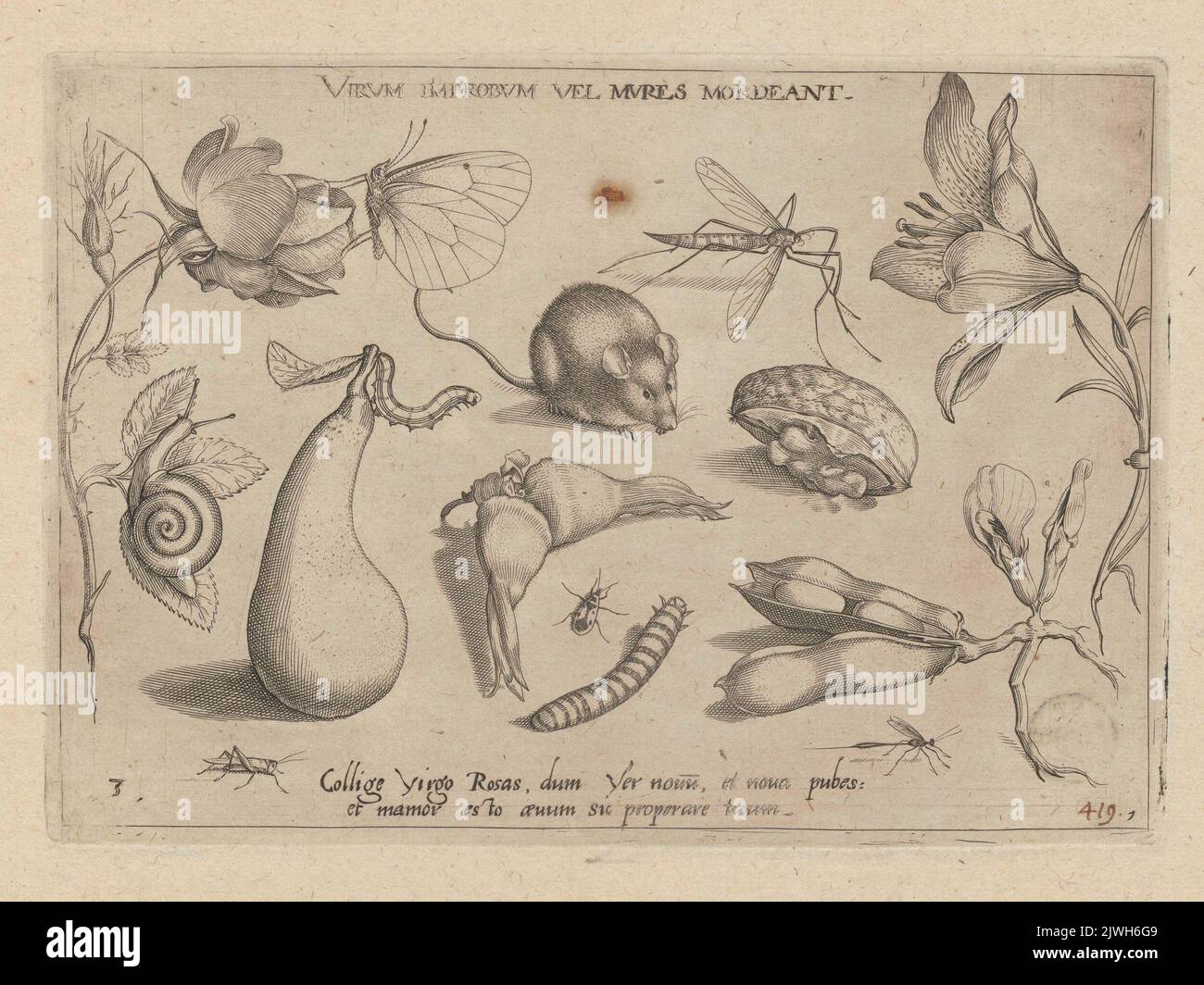 Walnut insects hi-res stock photography and images - Alamy