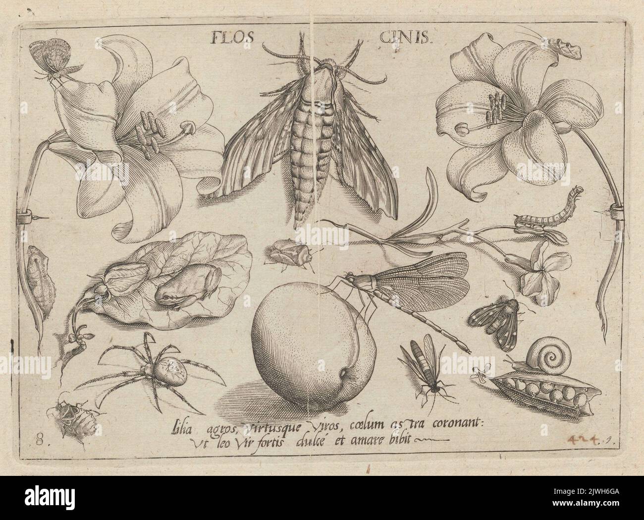 Studies of plants (e.g. lilies, plum, pea pod), insects (moth ...