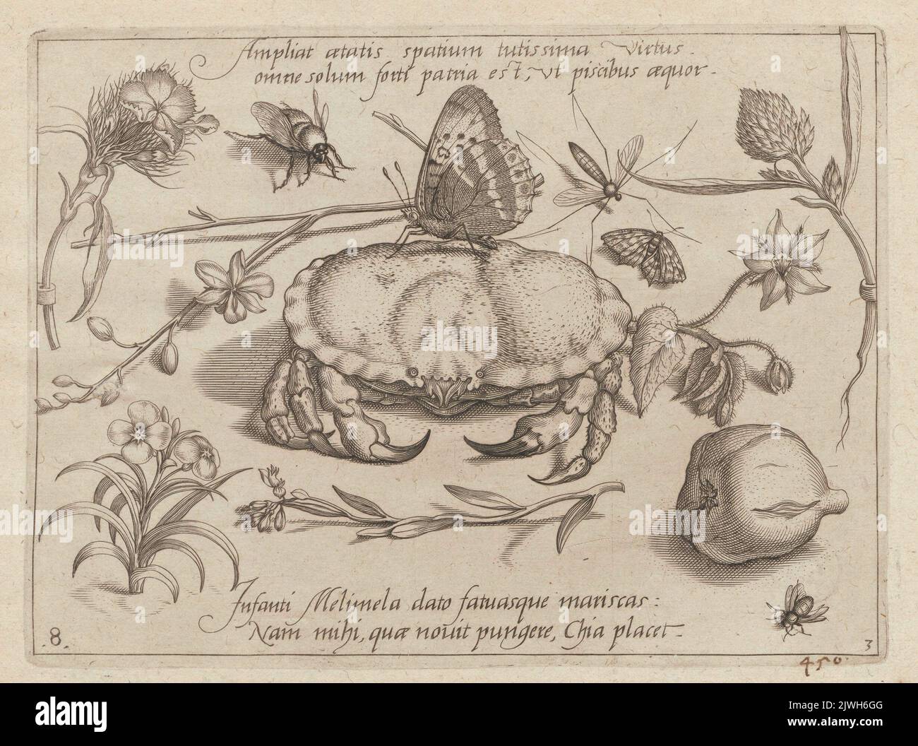 Studies of plants, insects (e.g. butterflies), a crab; chart 8 of part ...
