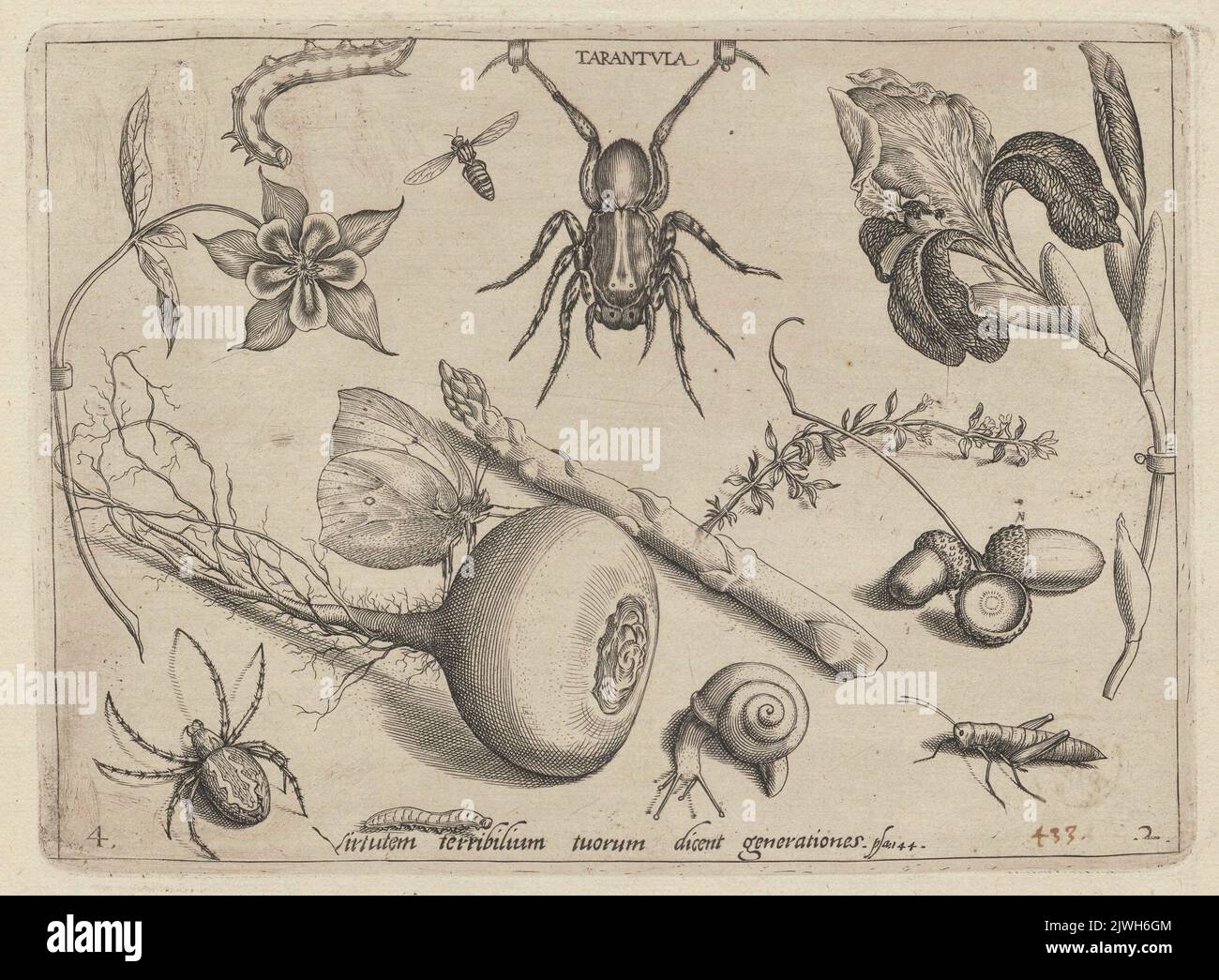 Studies of plants (e.g. asparagus, acorn), insects (e.g. tarantula) and ...