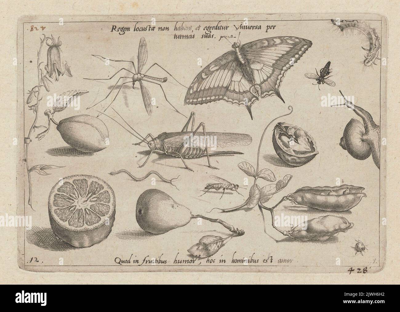 Studies of plants (e.g. pear, pea pods), insects (e.g. grasshopper) and ...