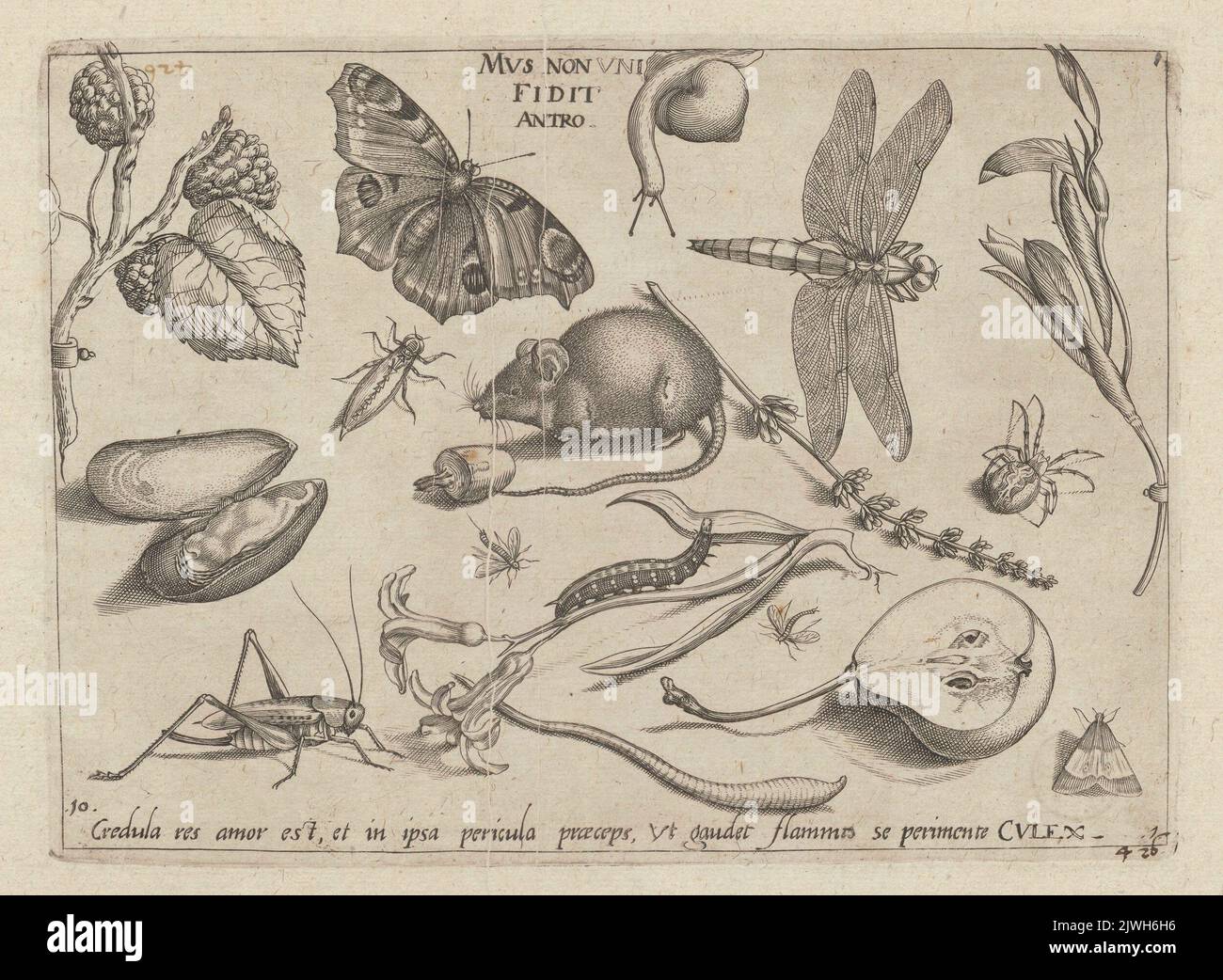 Studies of plants (e.g. pear half), insects (e.g. grasshopper) and an ...