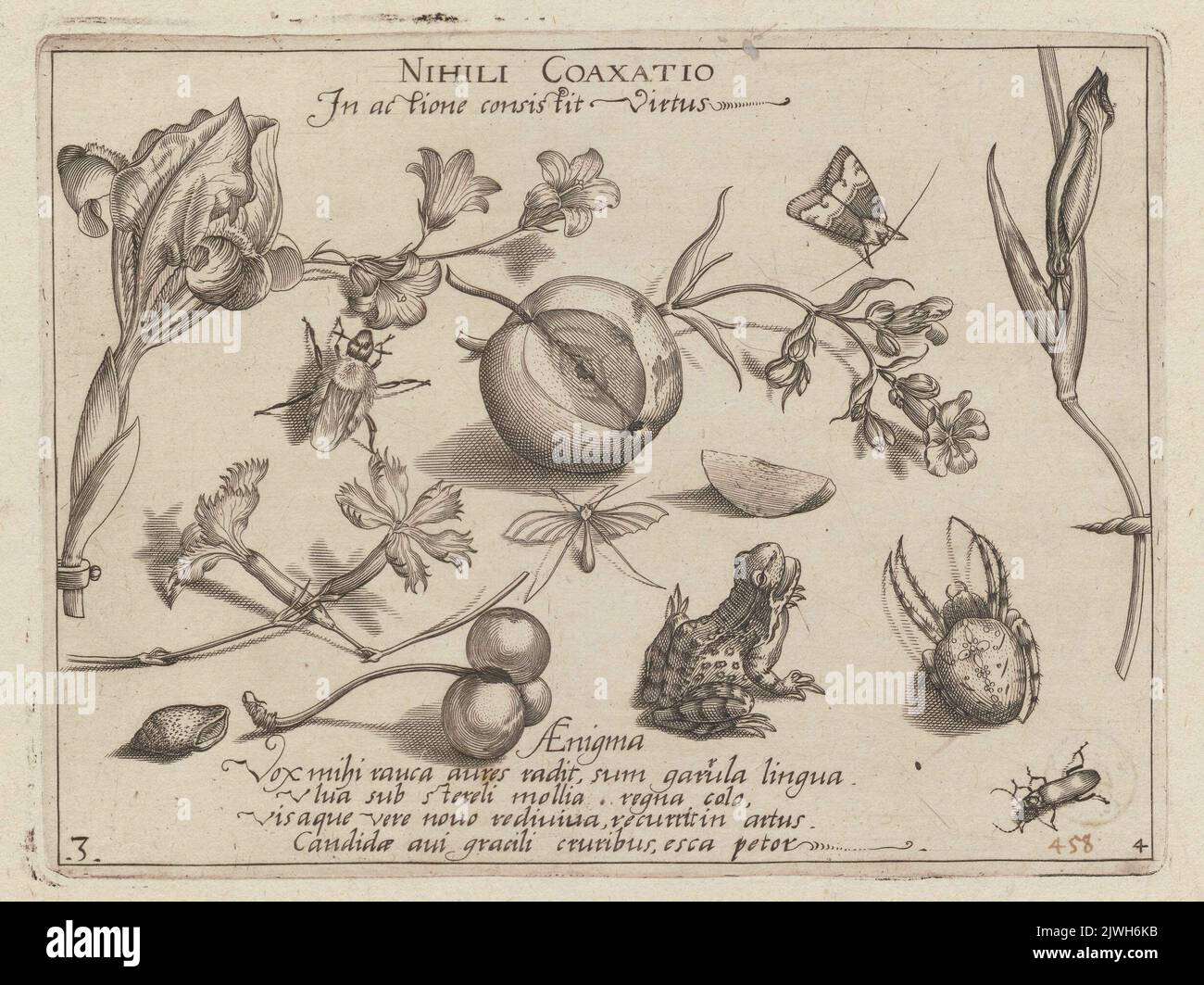 Studies of plants (e.g. iris bud), insects, a shell and a toad; chart 3 ...