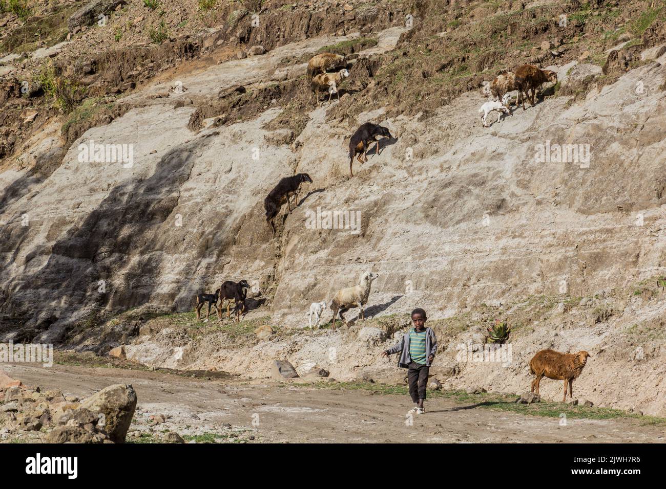 LALIBELA, ETHIOPIA - MARCH 30, 2019: Boy with a herd of sheep near ...