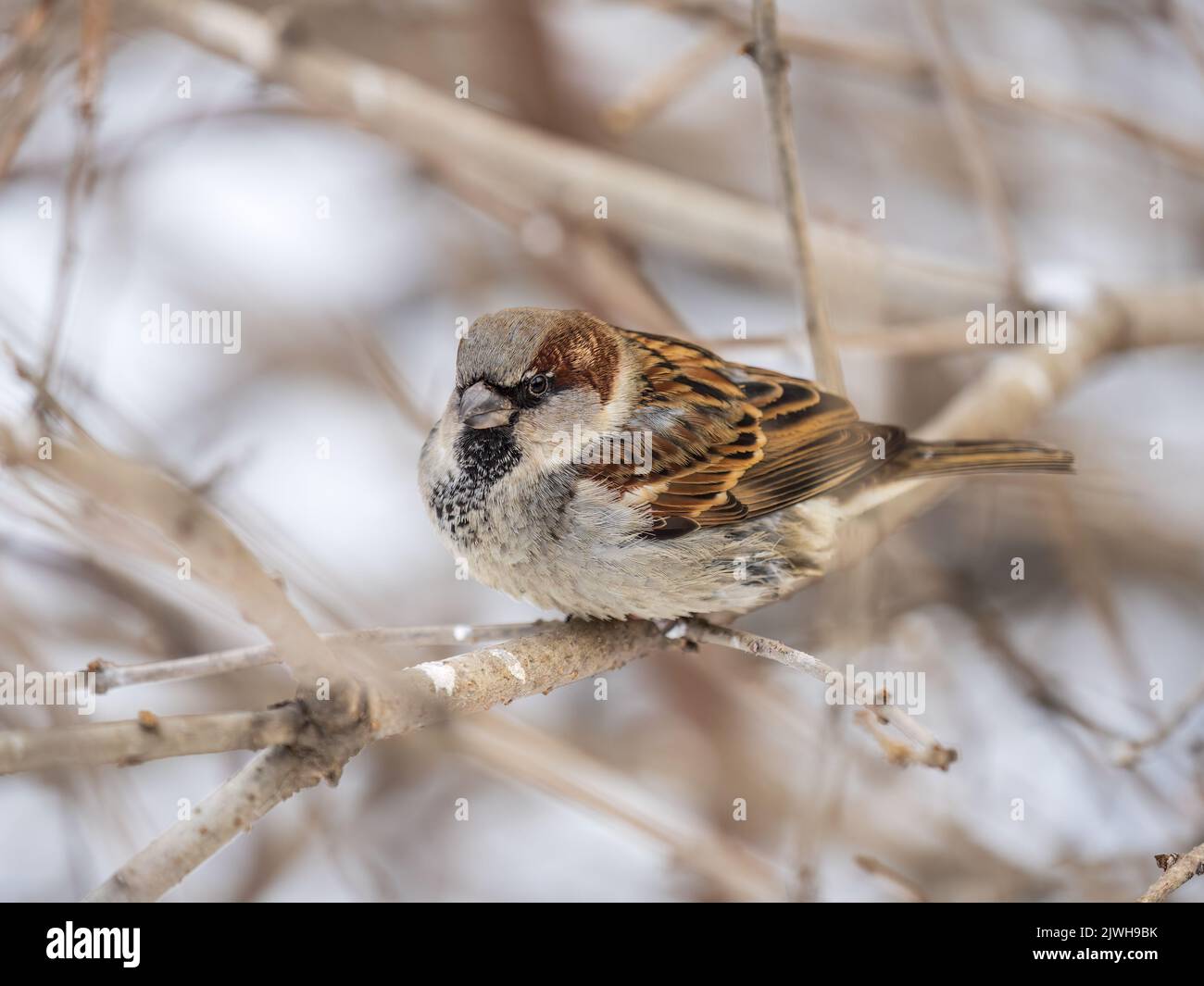 Sparrow sits on a branch without leaves. Sparrow on a branch in the ...