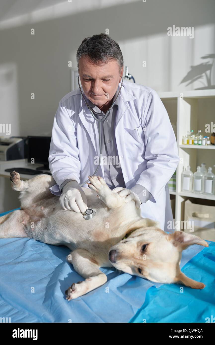 Veterinarian with stethoscope checking breath of labrador dog during ...