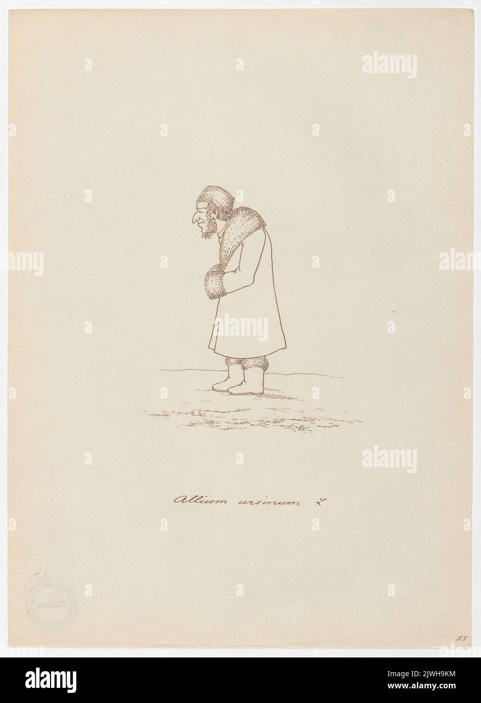 "Allium ursinum". Winkler, Karl Gustav Adolf (1810-1893), draughtsman ...