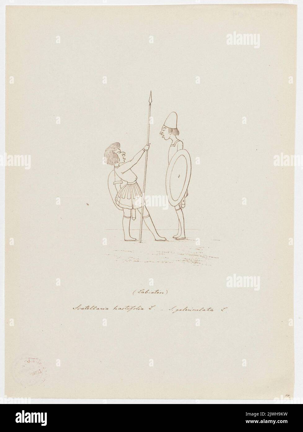 "Labiate: Scutellaria hastifolia, Scutellaria galericulata". Winkler ...