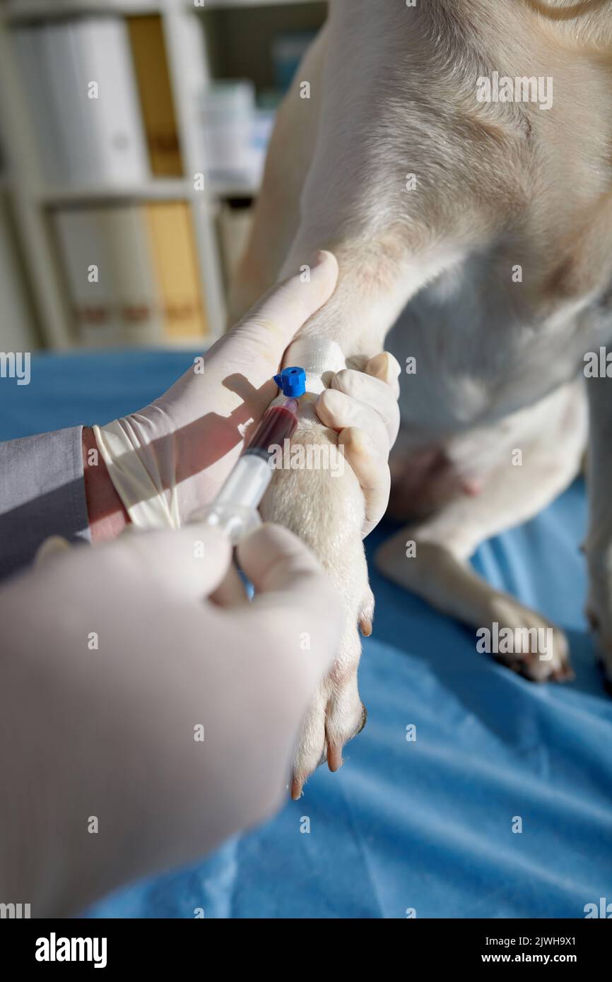 Venipuncture examination hi-res stock photography and images - Alamy