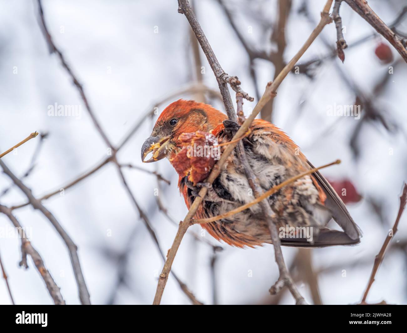 Red Crossbill male sitting on the tree branch and eats wild apple ...