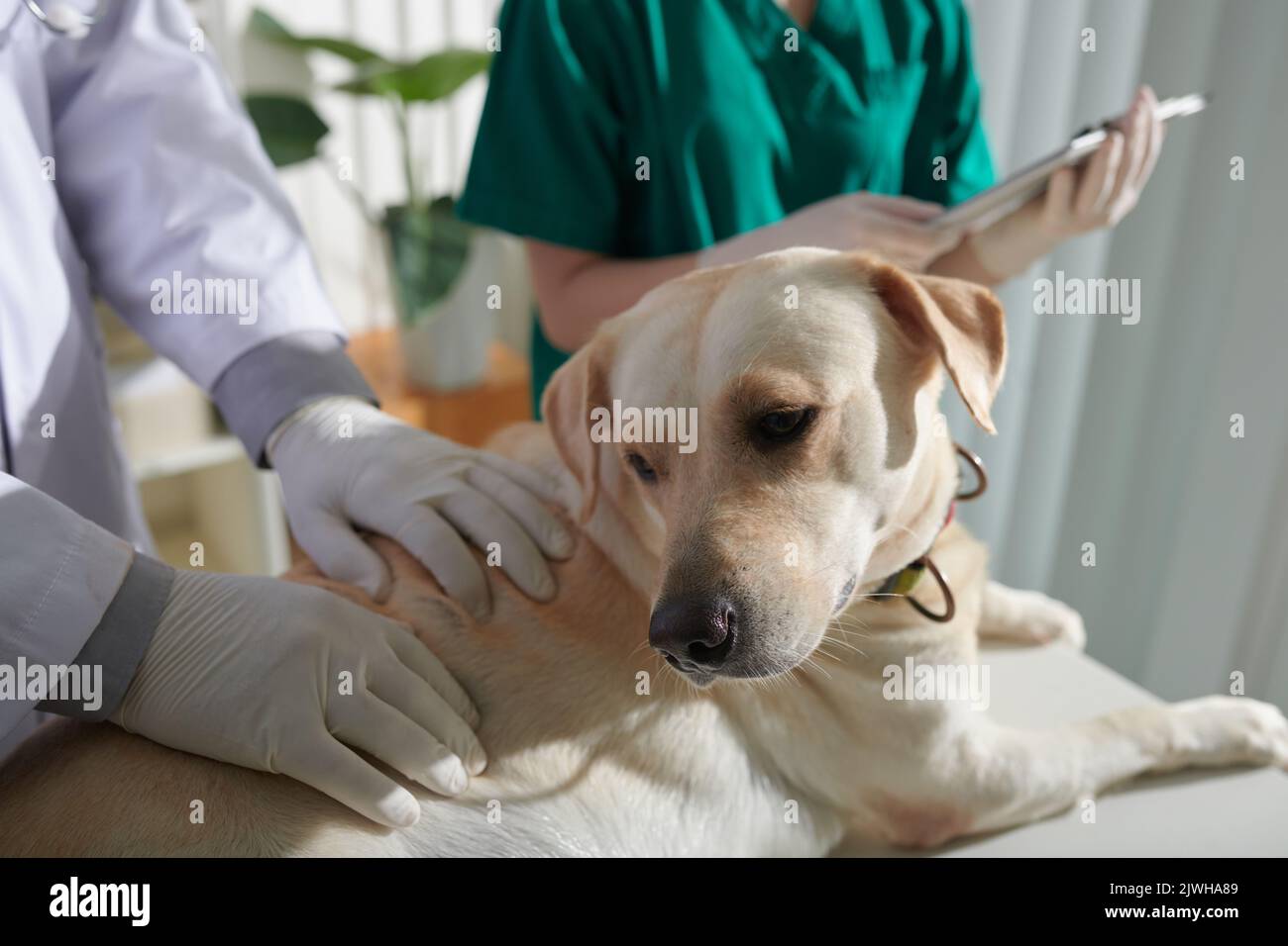 Veterinarian examining labrador dog when nurse filling medical form ...