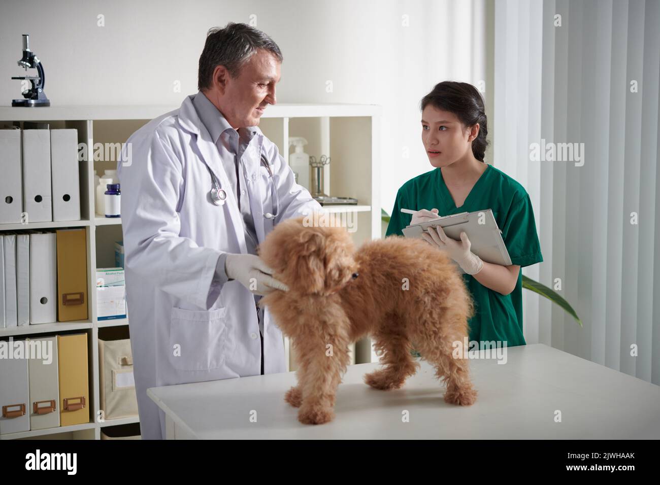 Veterinarian checking fur of small fluffy dog on table in animal ...