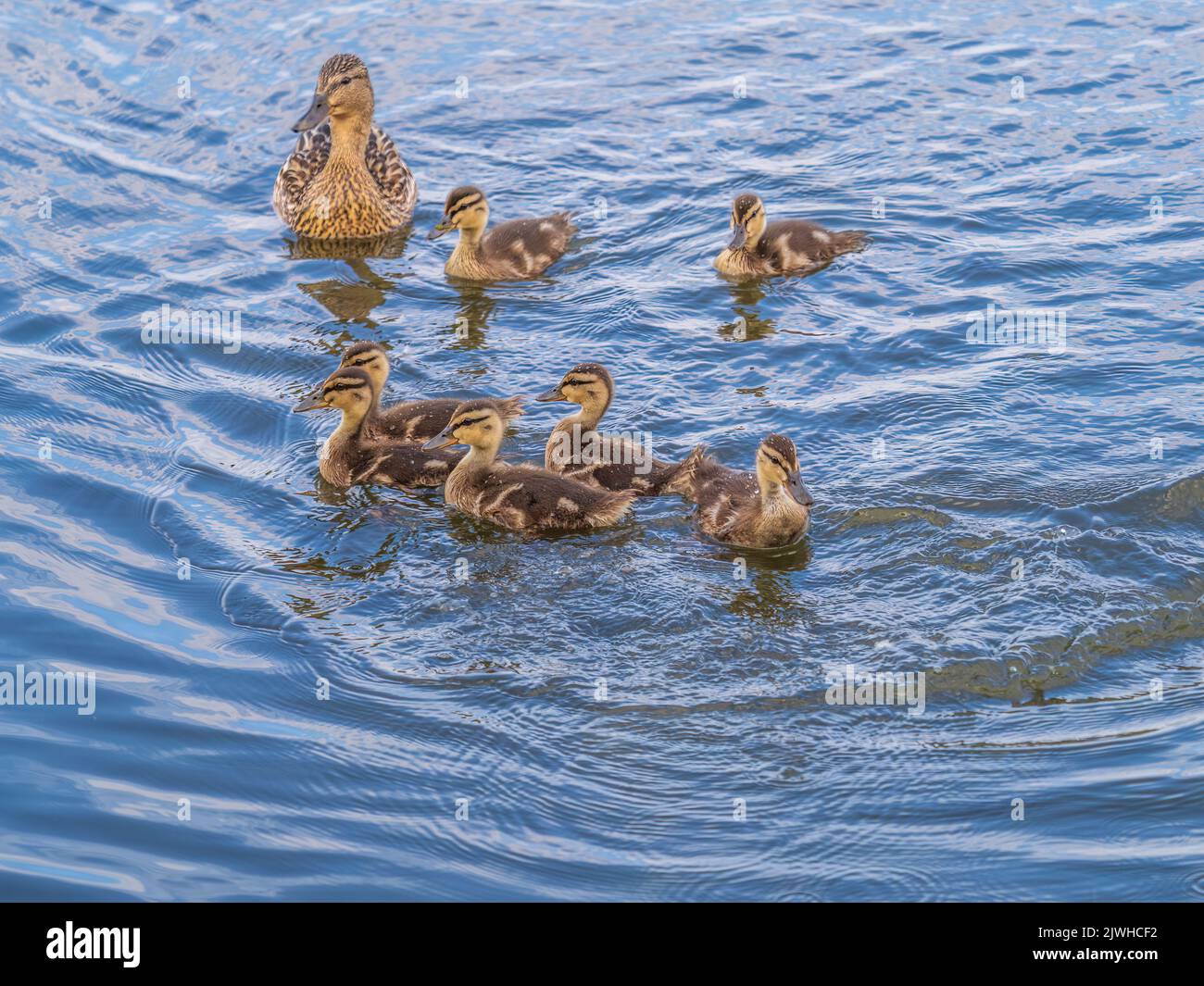 A family of ducks, a duck and its little ducklings are swimming in the ...
