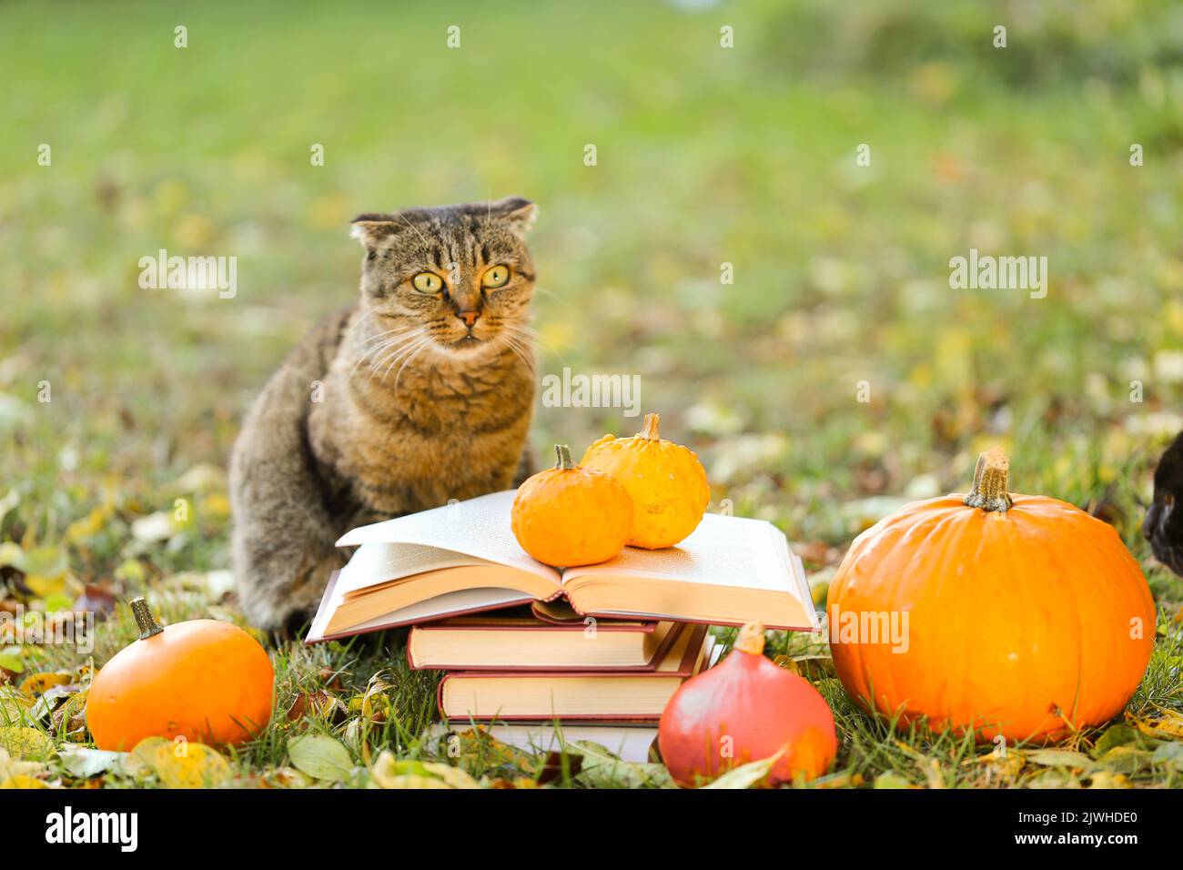 Autumn books and cat.Back to school. books and emotional cat in the ...