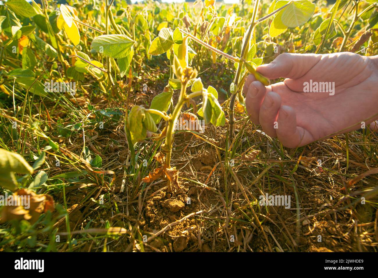 Soybean crop.field of ripe soybeans. farmer checks the soybeans for ...