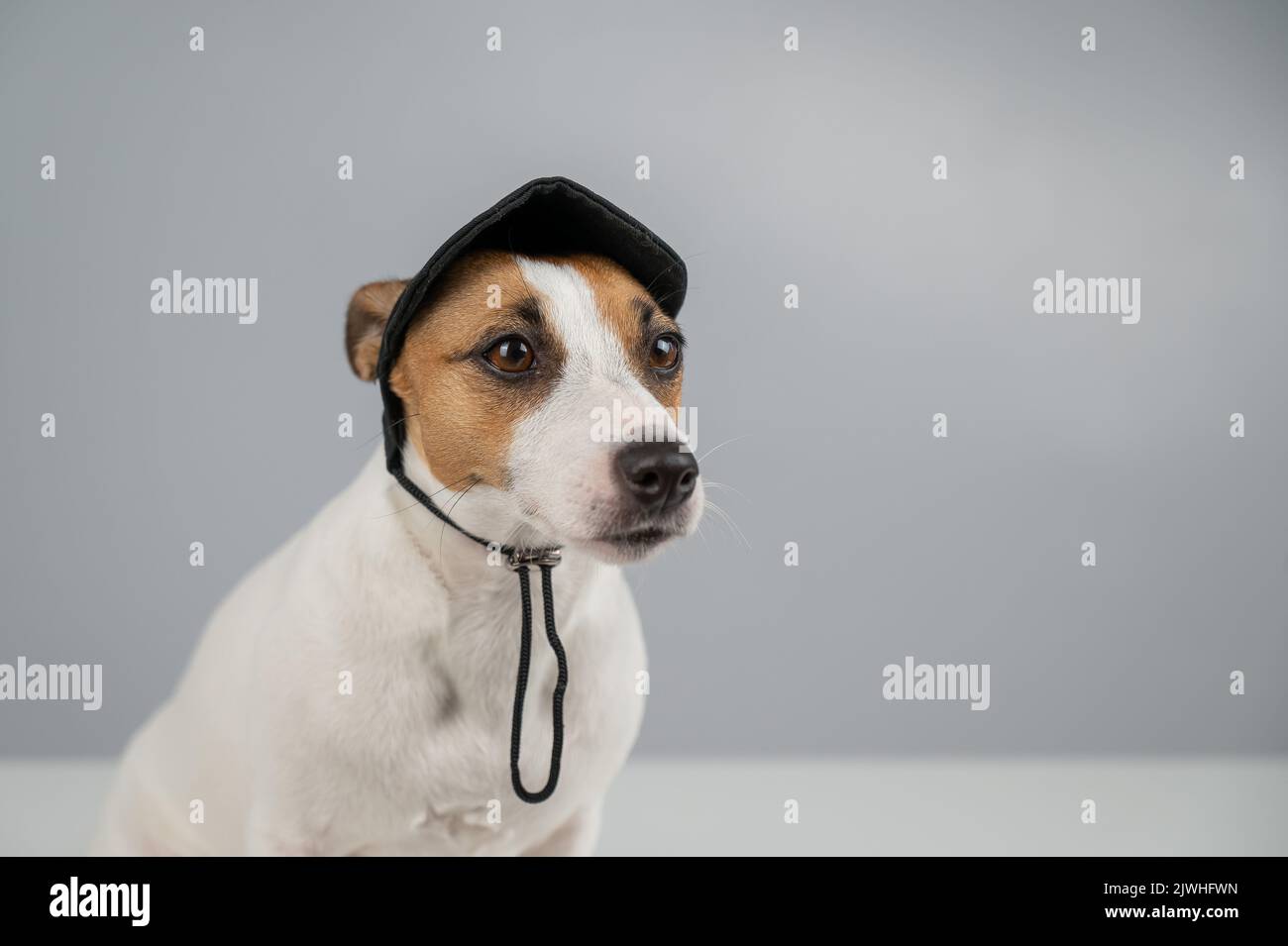 Dog jack russell terrier in a black cap on a white background Stock ...