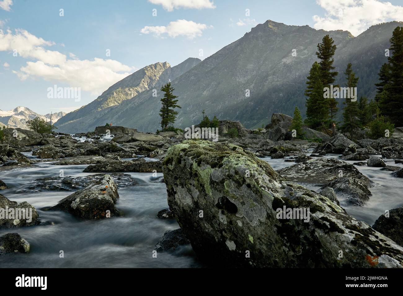 Siberian cedar on the "Shumy" of the Multa River in the Altai Mountains ...