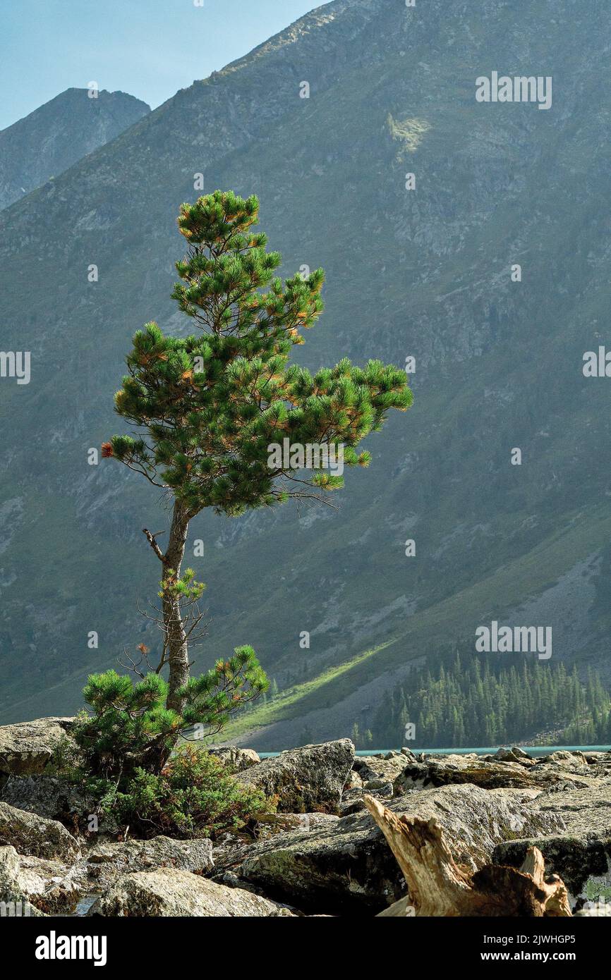 Siberian cedar on the "Shumy" of the Multa River in the Altai Mountains ...