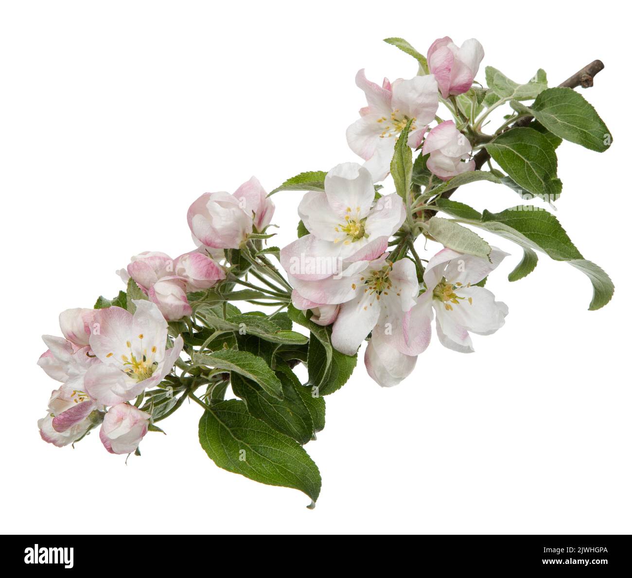 Branch with blossoms isolated on white background Stock Photo - Alamy