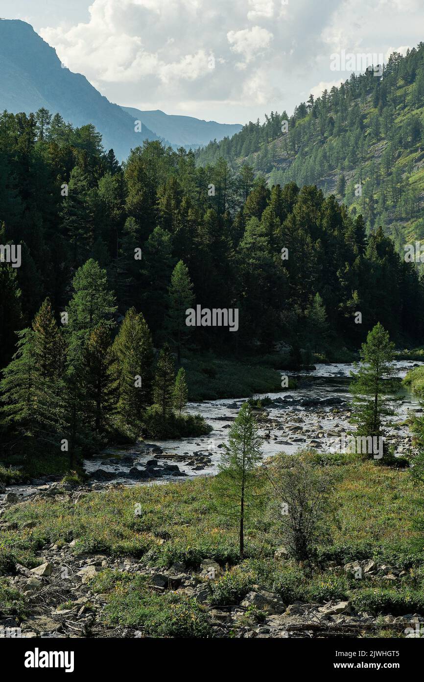 Stormy stream of the Multa River on the territory of the Katunsky ...