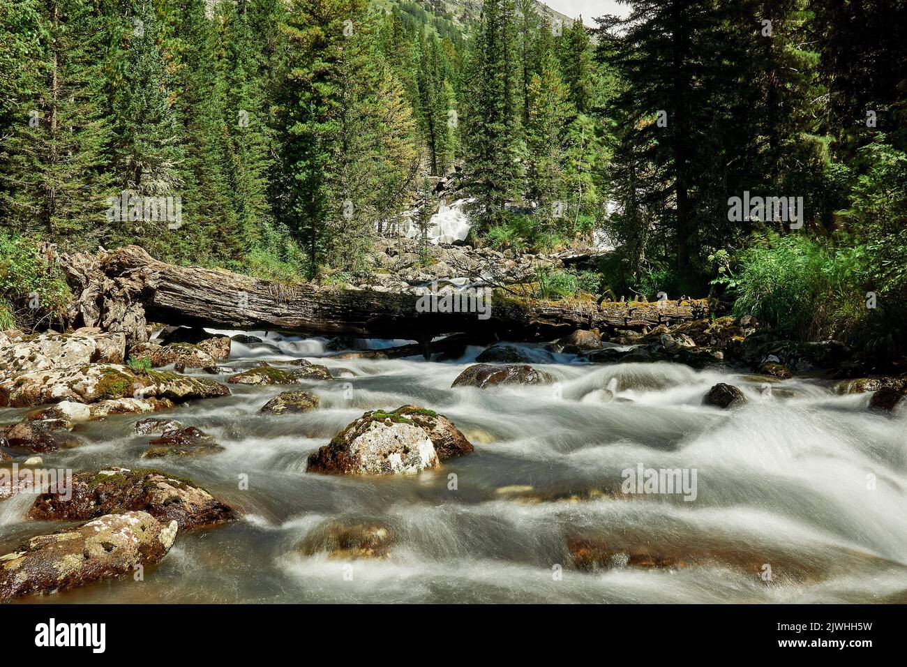Katunsky Reserve, Russia. 06th Aug, 2022. Stormy stream of the Multa ...