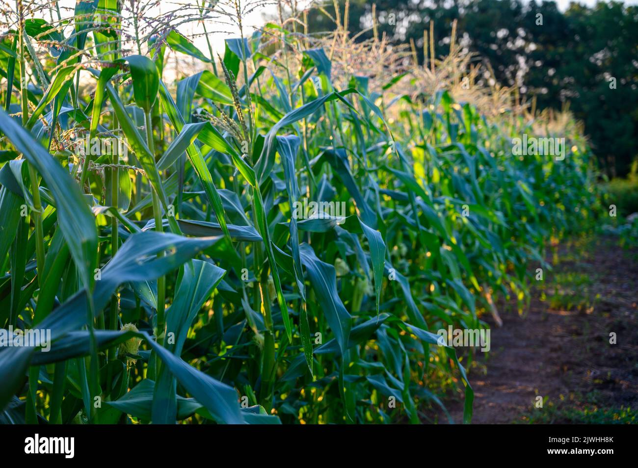 Row of sweet corn with pollen in a garden Stock Photo - Alamy