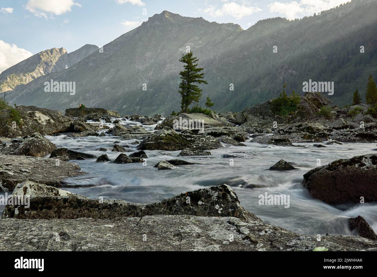 Katunsky Reserve, Russia. 04th Aug, 2022. Siberian cedar on the "Shumy ...
