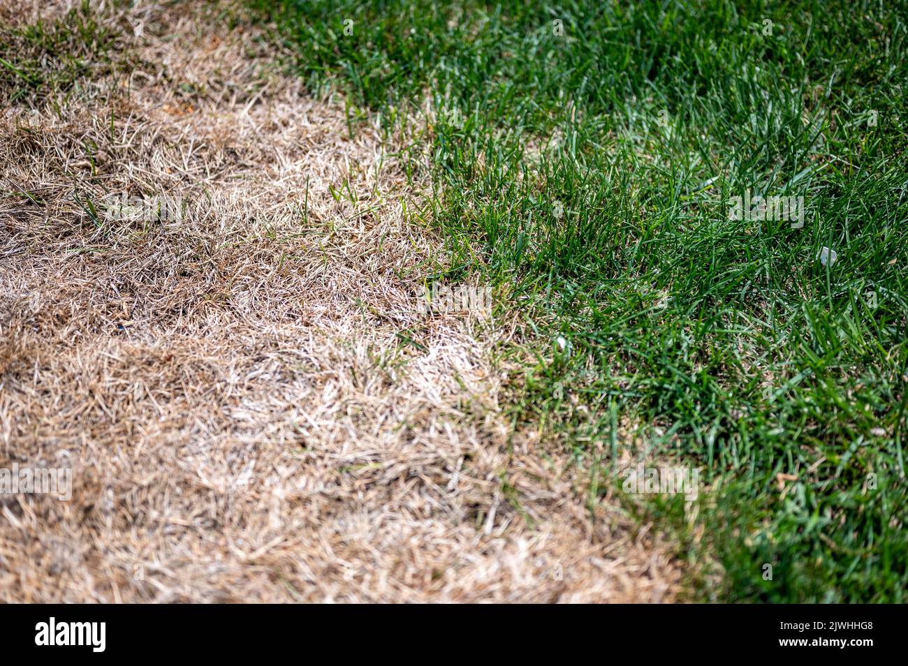 Visible distinction between healthy lawn and chemical burned grass ...
