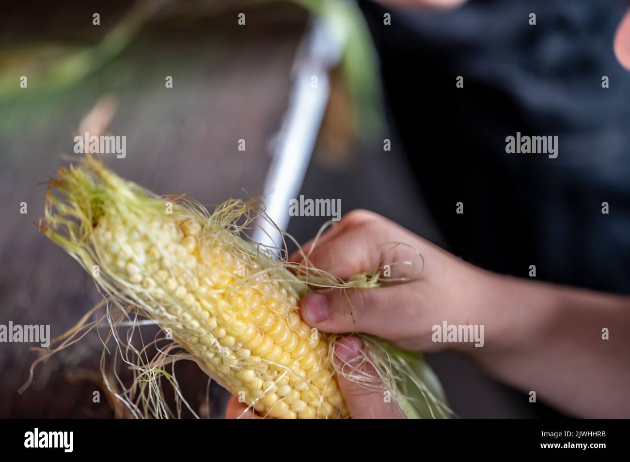 Small child learning to Shucking and tasseling sweet corn Stock Photo ...
