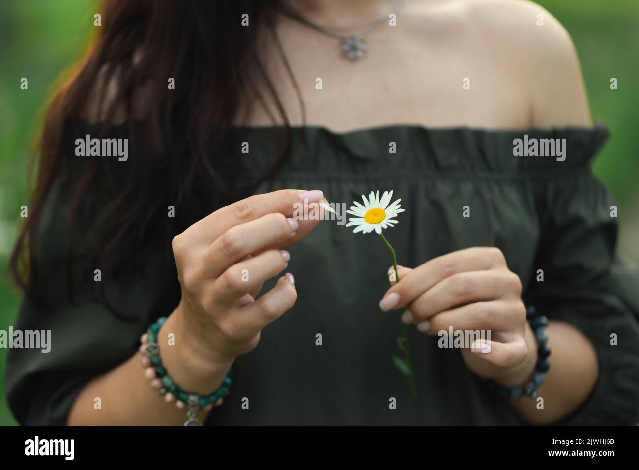 An attractive girl tears a petal from a daisy flower. Close-up of the ...