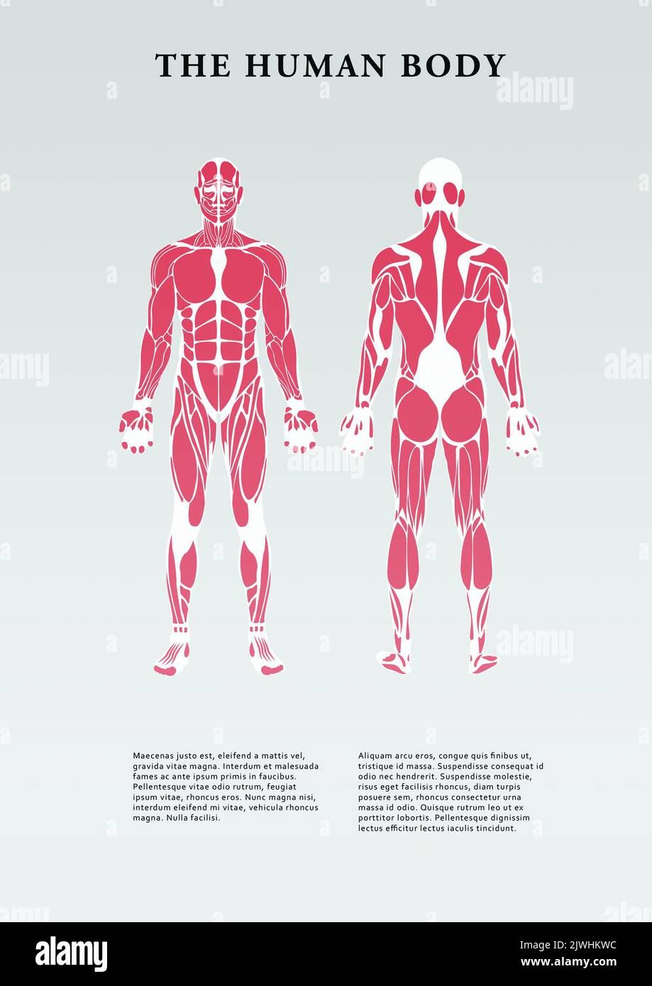 Front and rear view of human body over white background Stock Photo - Alamy