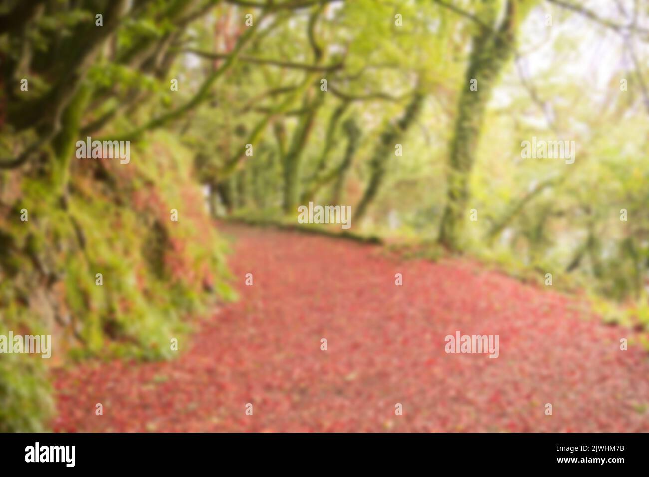 Red walkway amidst green trees in forest Stock Photo - Alamy