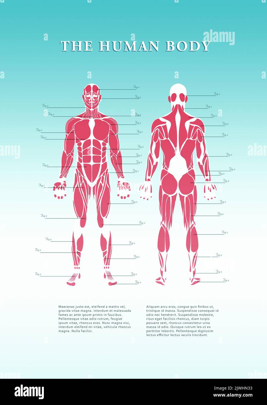 Digital image of human body structure against white background Stock ...