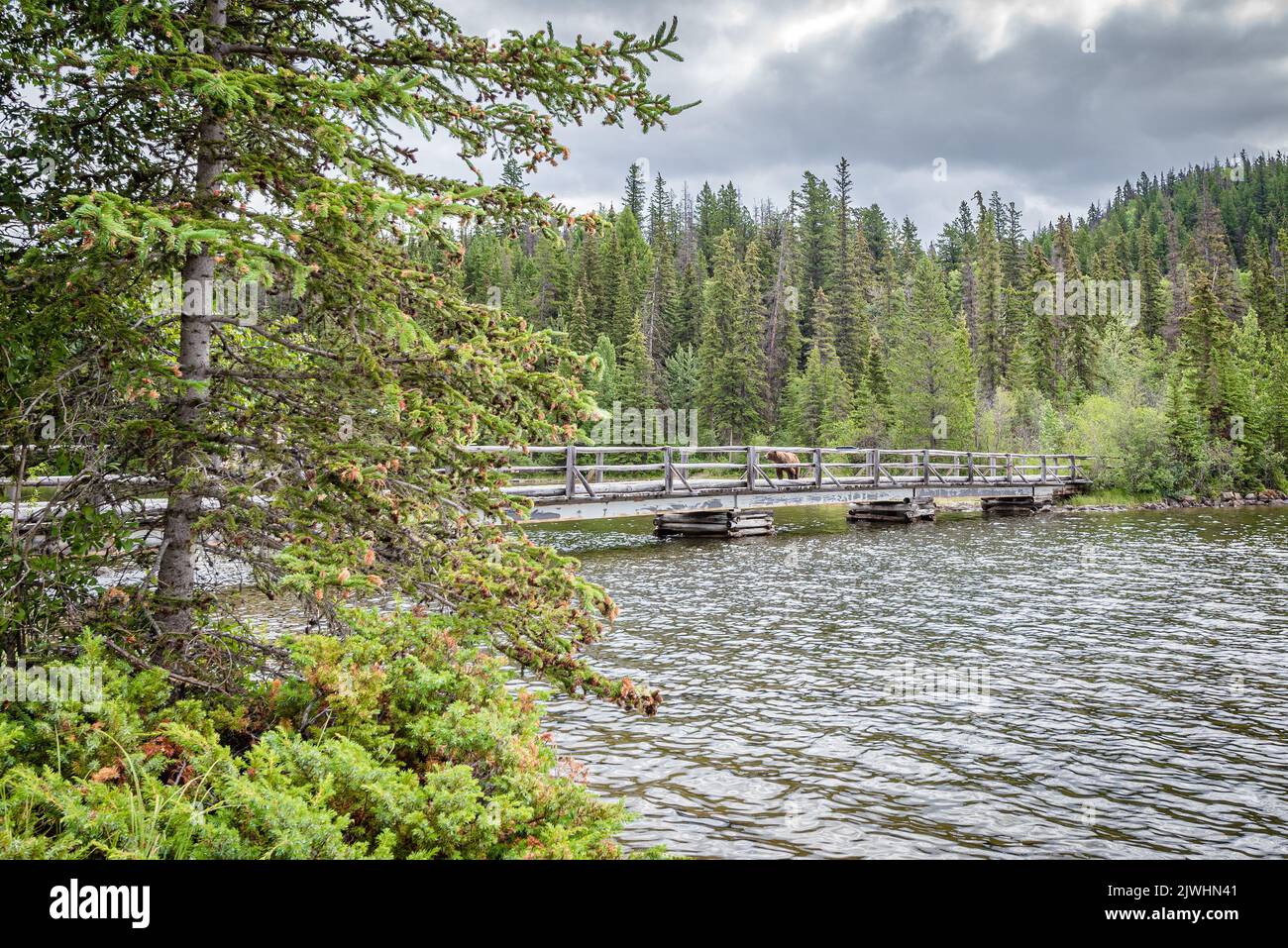 A small brown bear walking across the Pyramid Island Bridge in Jasper ...