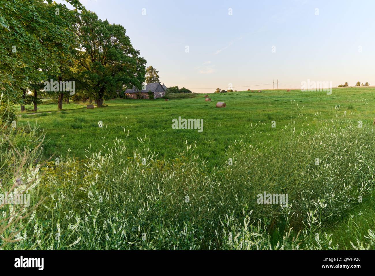 Green agricultural field with haystacks, big oak trees and old stone ...