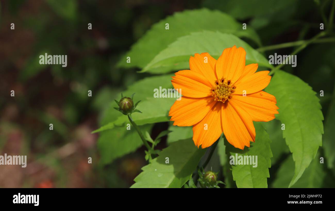 Ata pethiya hi-res stock photography and images - Alamy