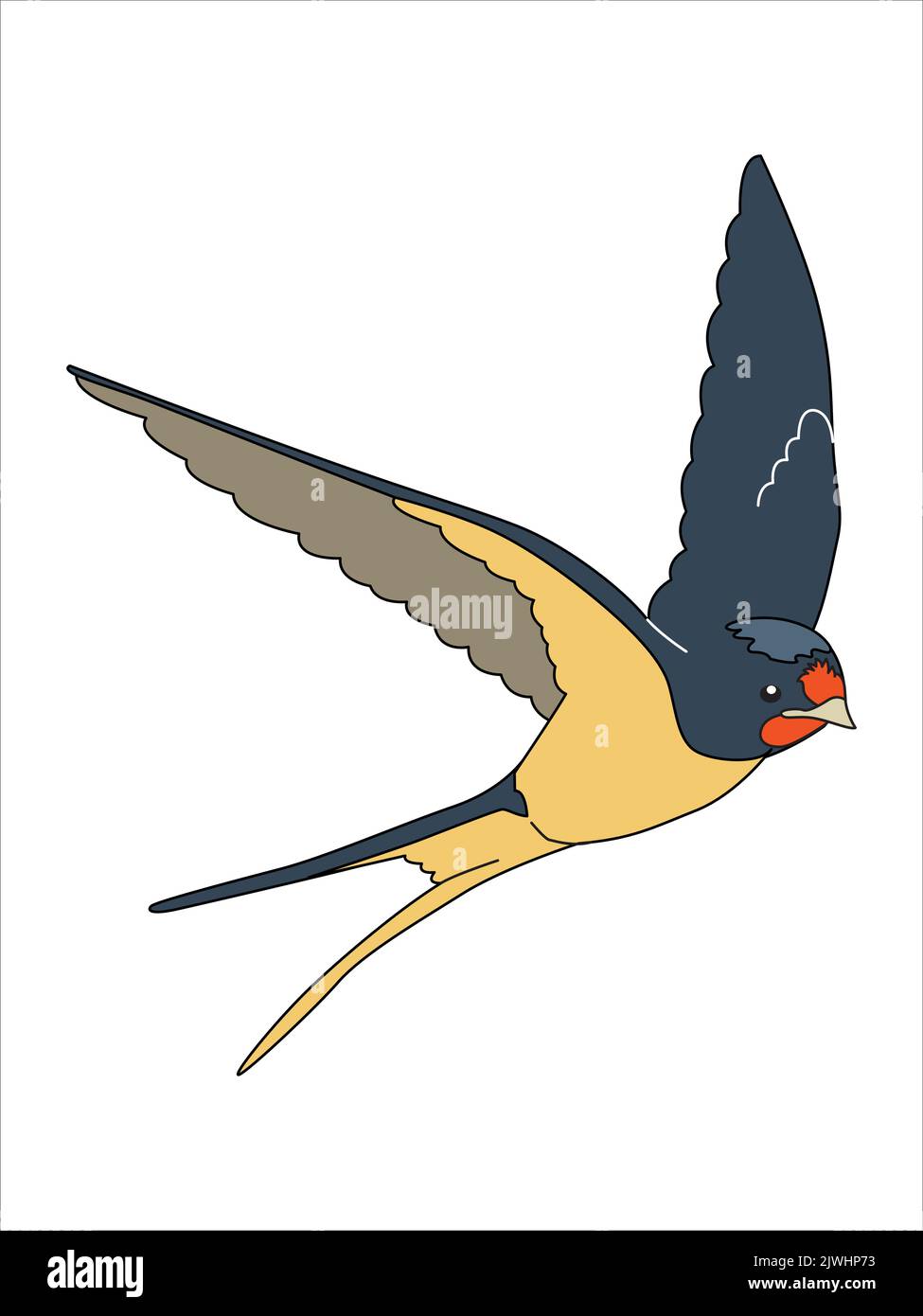 Flying swallows. A bird in flight. Vector illustration isolated on a ...