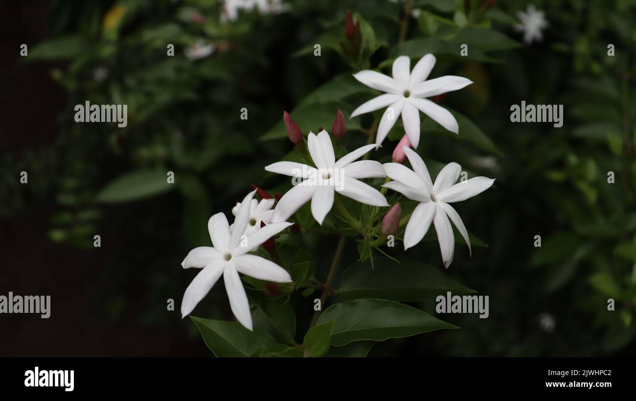 Beautiful Saman Pichcha Flower in Sri Lanka Stock Photo - Alamy