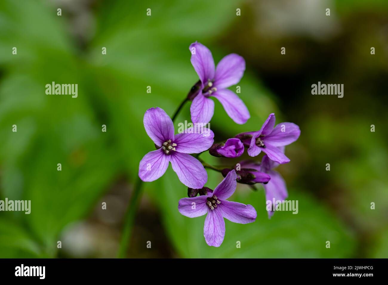 Five leaflet bitter cress cardamine pentaphyllos hi-res stock ...