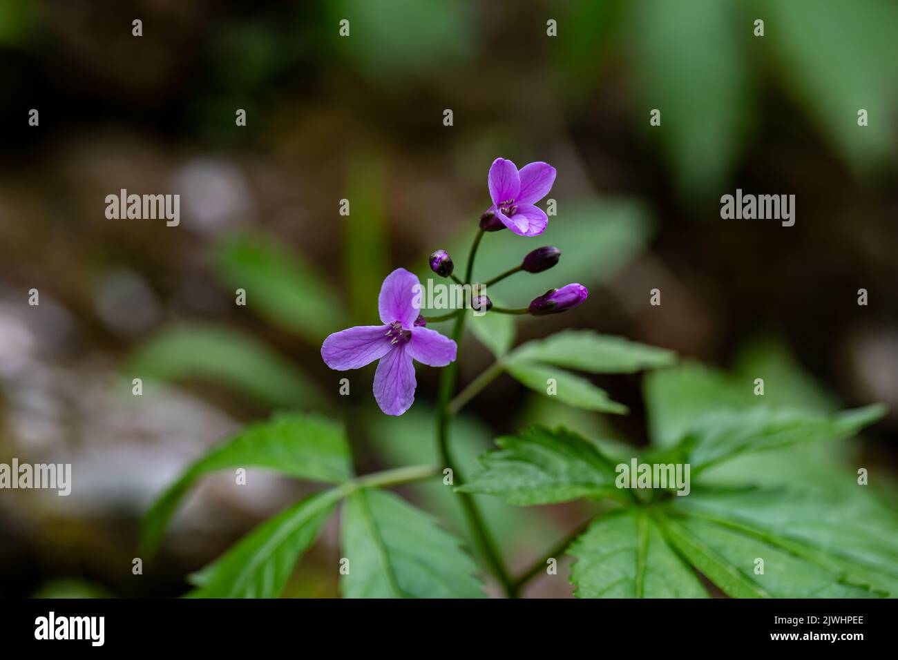 Five leaflet bitter cress cardamine pentaphyllos hi-res stock ...