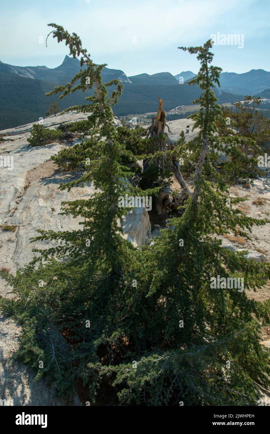 The views from the top of Lembert Dome in Yosemite National Park are ...