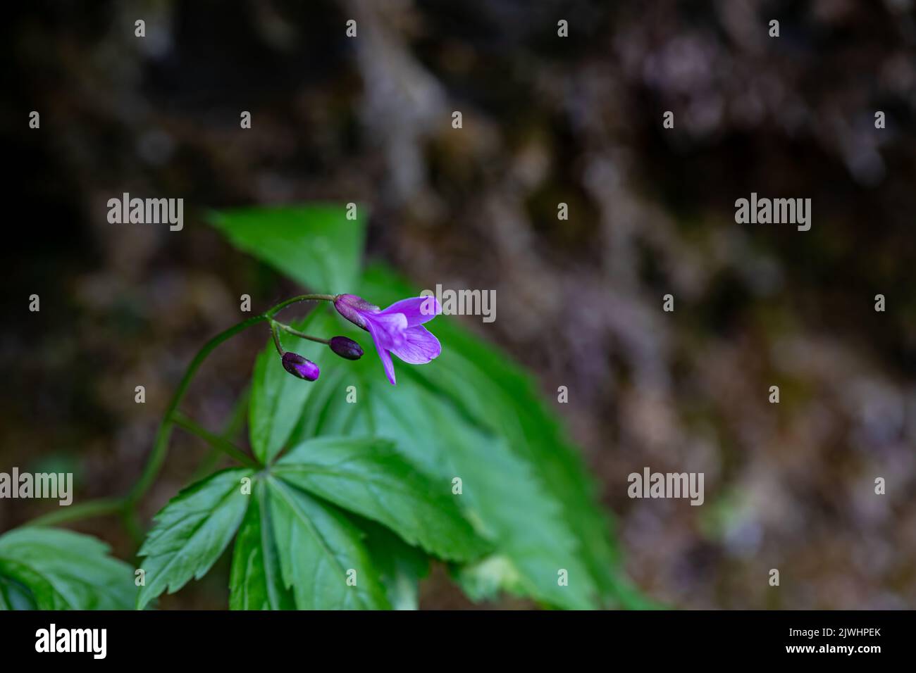 Five leaflet bitter cress cardamine pentaphyllos hi-res stock ...