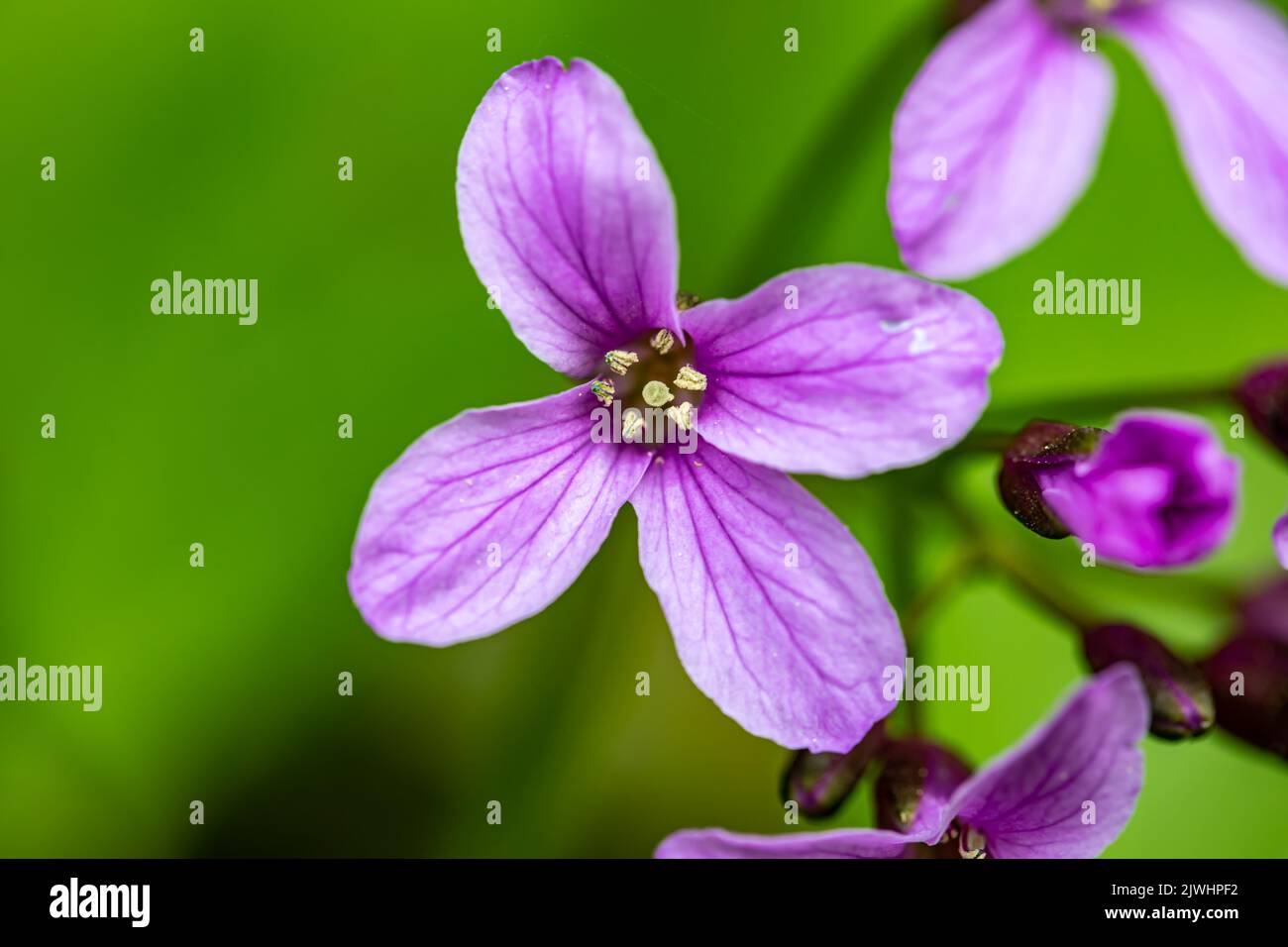 Five leaflet bitter cress cardamine pentaphyllos hi-res stock ...