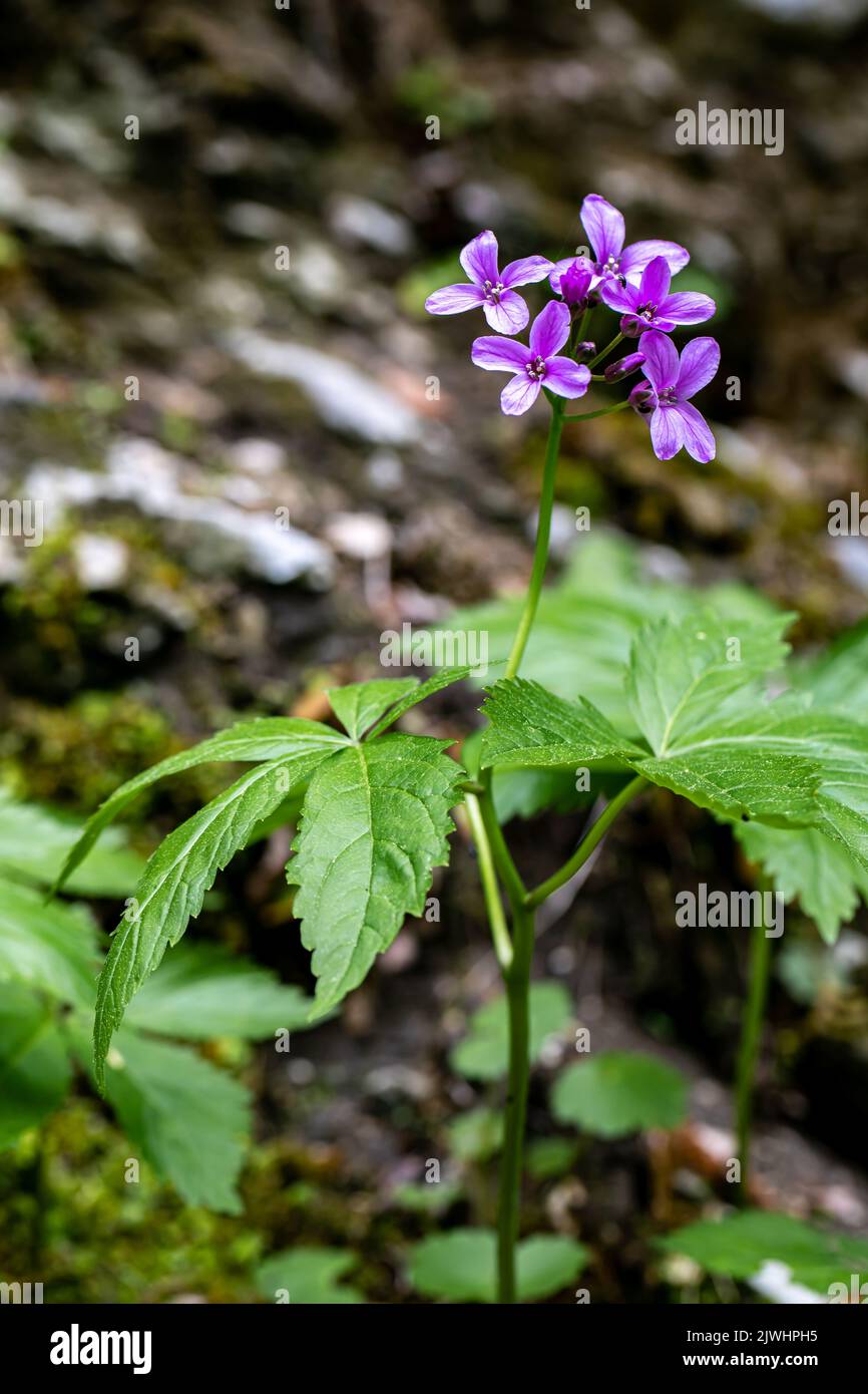 Five leaflet bitter cress cardamine pentaphyllos hi-res stock ...