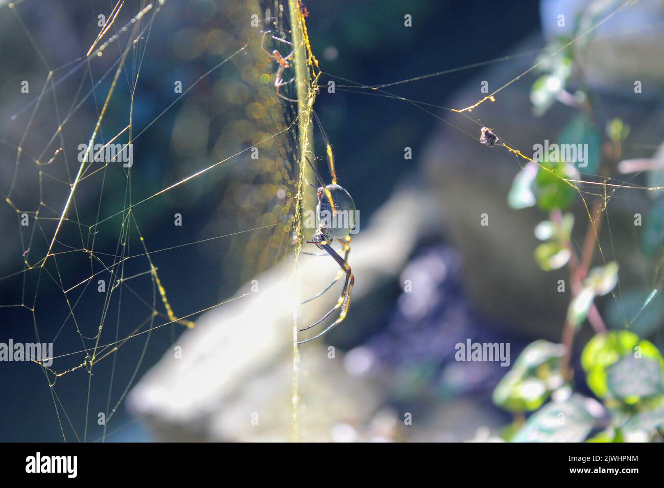 Spider thread hanging illustration hi-res stock photography and images ...