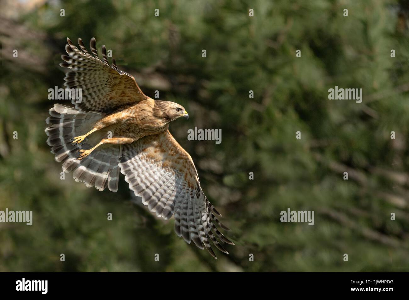 A brown hawk spreading its wings Stock Photo - Alamy