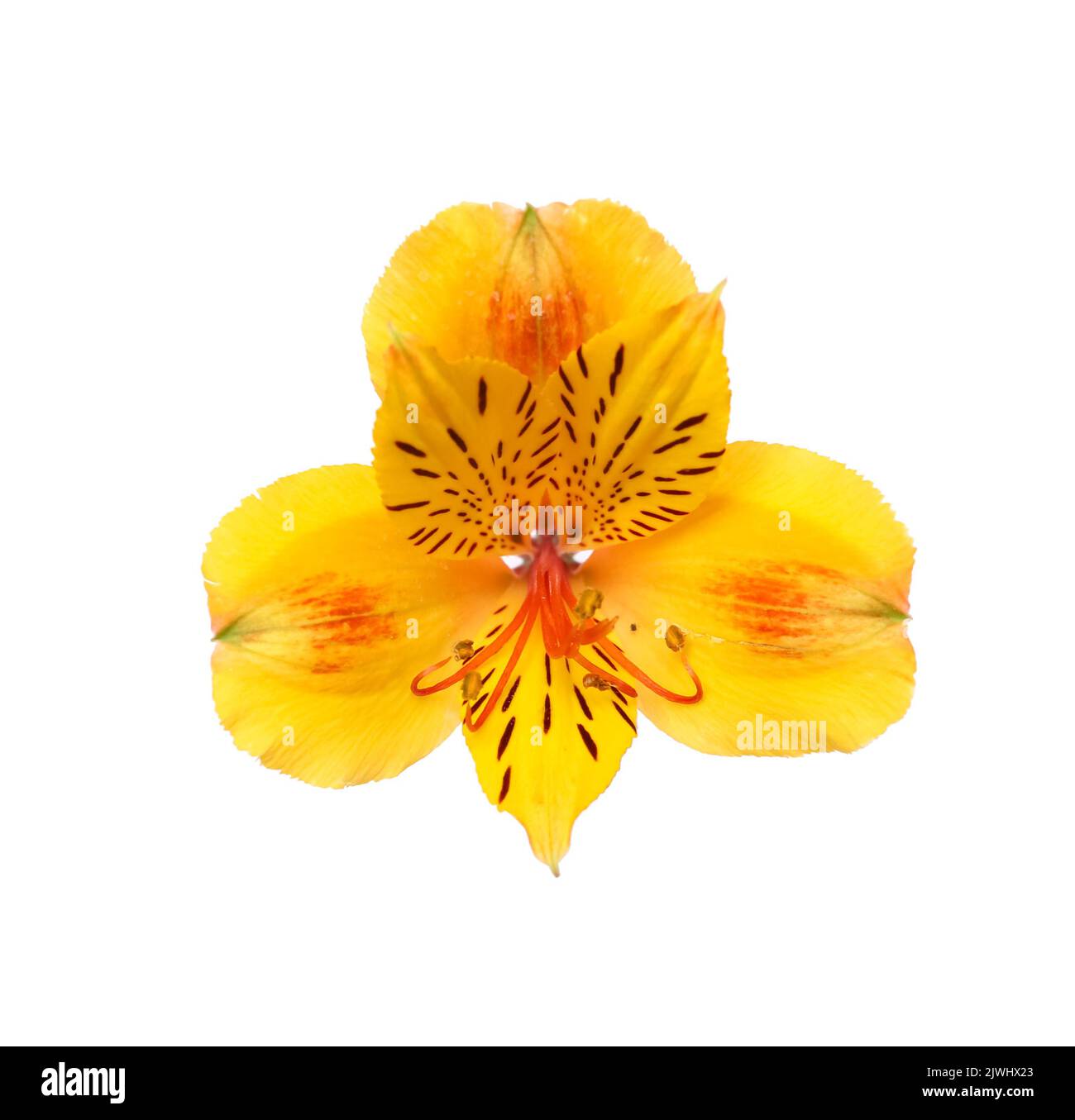 Alstroemeria peruvian lily incas Cut Out Stock Images & Pictures - Alamy