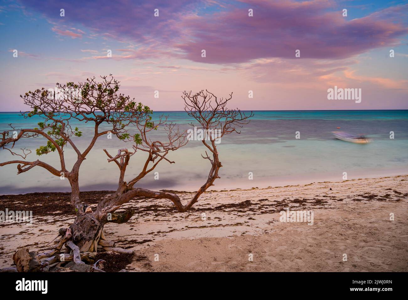 Lone tree left isolated on beach due to erosion, Nanuya Lai Lai Island ...