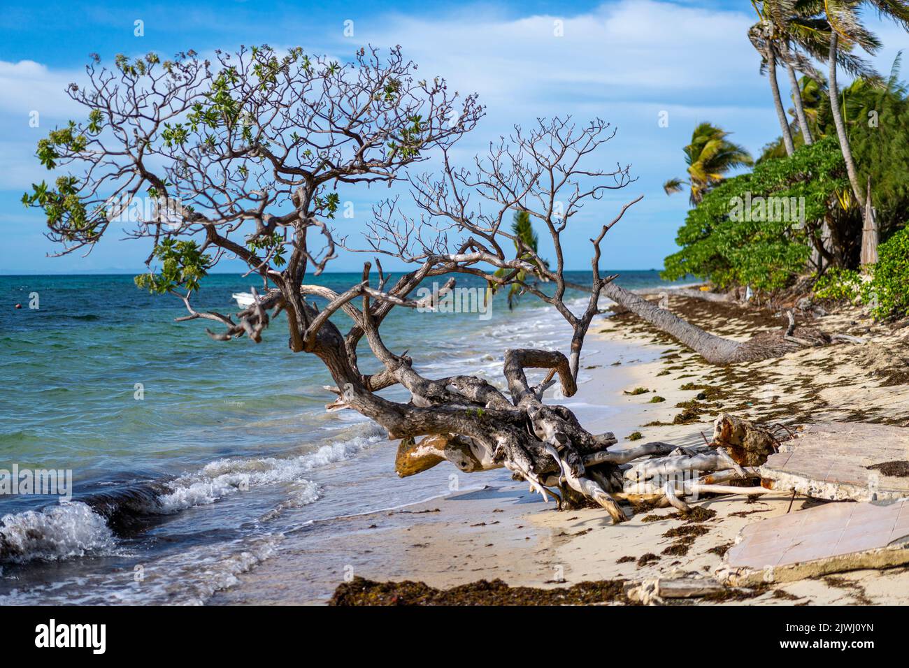 Lone tree left isolated on beach due to erosion, Nanuya Lai Lai Island ...