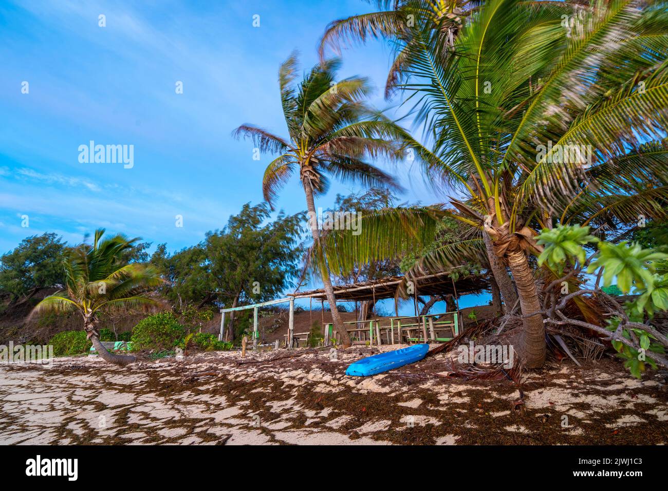 Palm trees lining tropical sandy beach. Nanuya Lai Lai Island, Yasawa ...